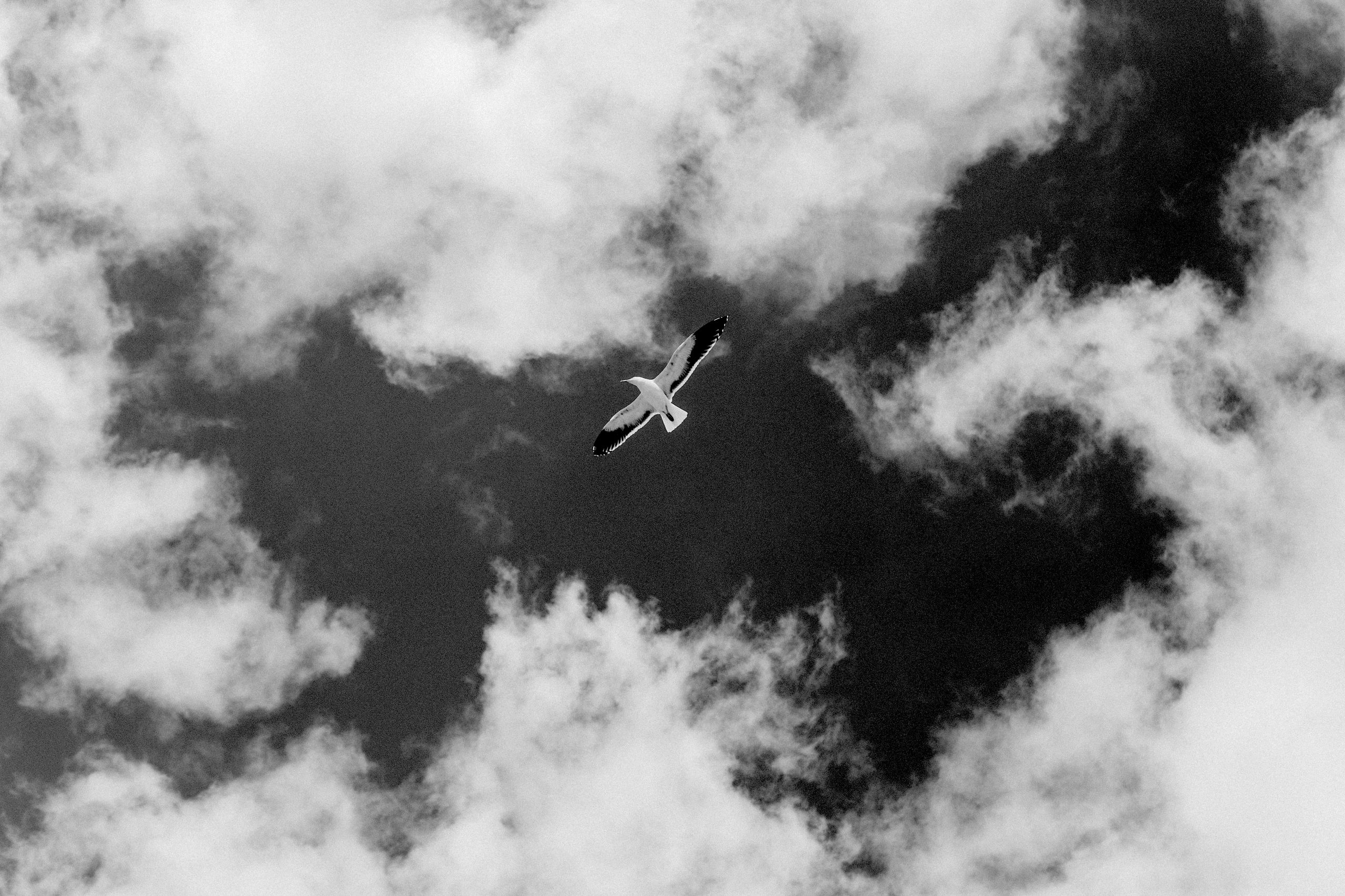 HALI FORD · Freedom Law 805